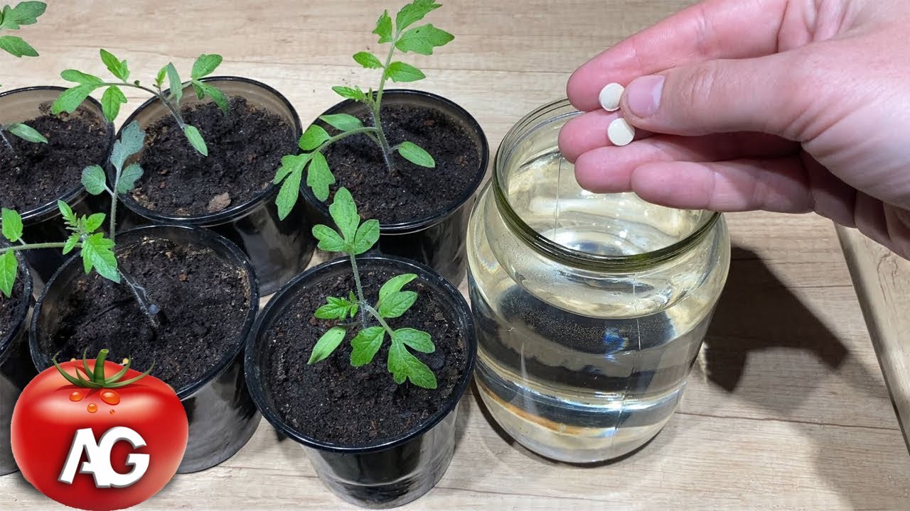Two tablets from the first aid kit for tomato seedlings per liter of ...