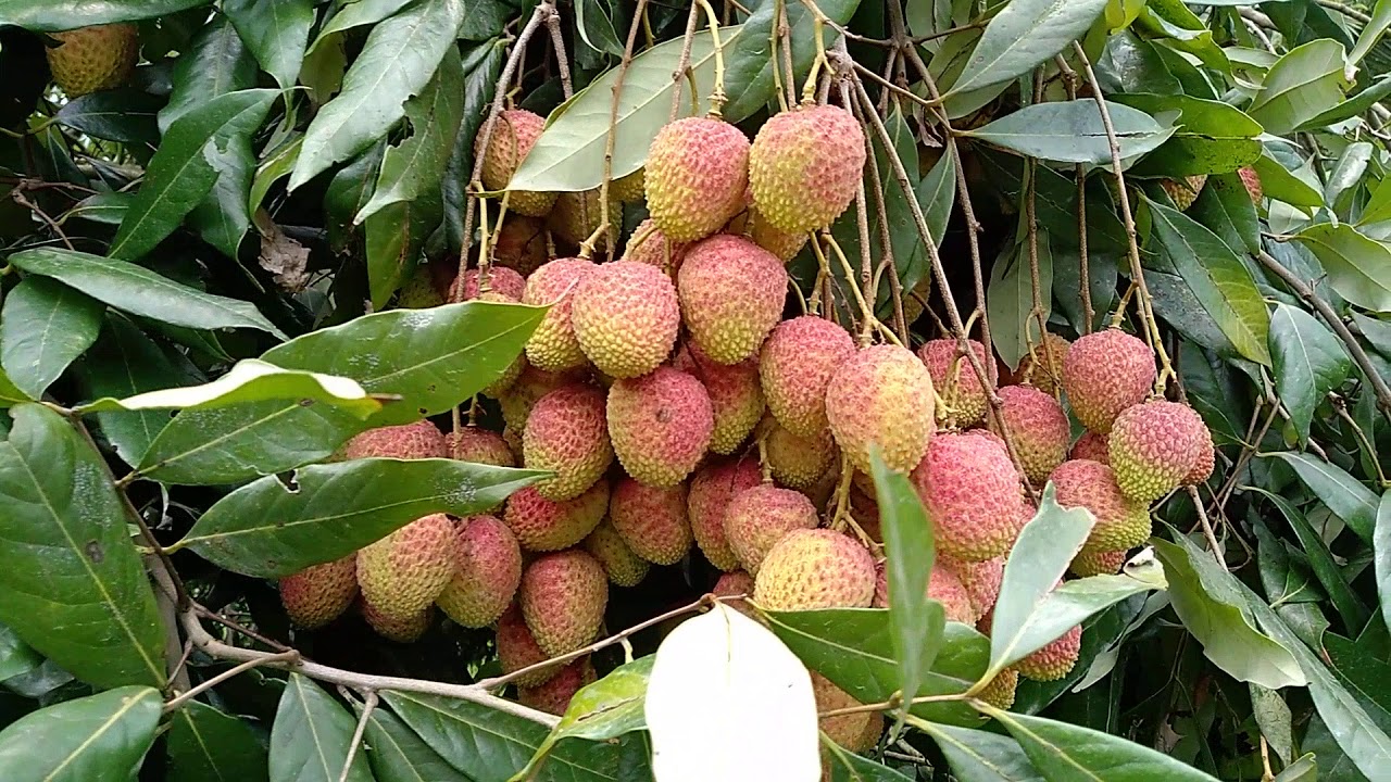 lichi garden hasimpur jessore p3 // Dr nasim reza choyon - YouTube