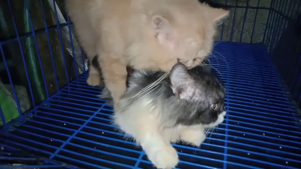 cat sex mating exotic male doll face female #cats #malinois #dogs - YouTube