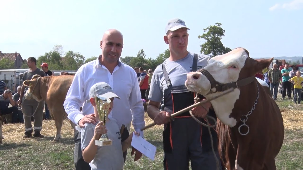 39. Izložba priplodnih goveda simentalske rase održana u Lajkovcu - YouTube