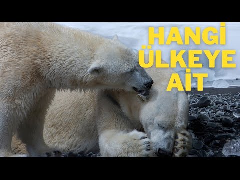 Kuzey Kutbu Hakkında İlginç Bilgiler