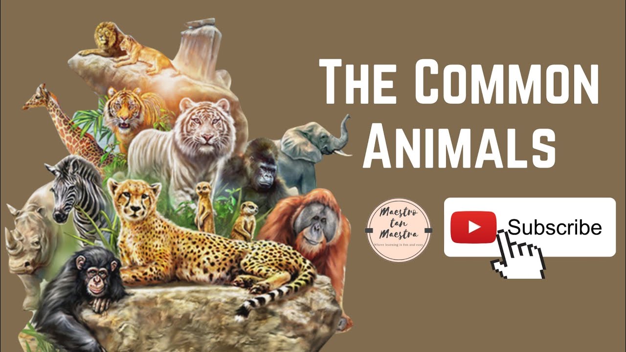 Kindergarten : The Common Animals - YouTube