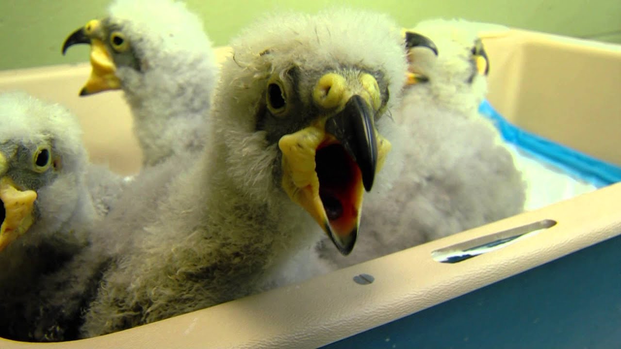 Cute Kea Parrot Chicks 2014 - Cincinnati Zoo - YouTube