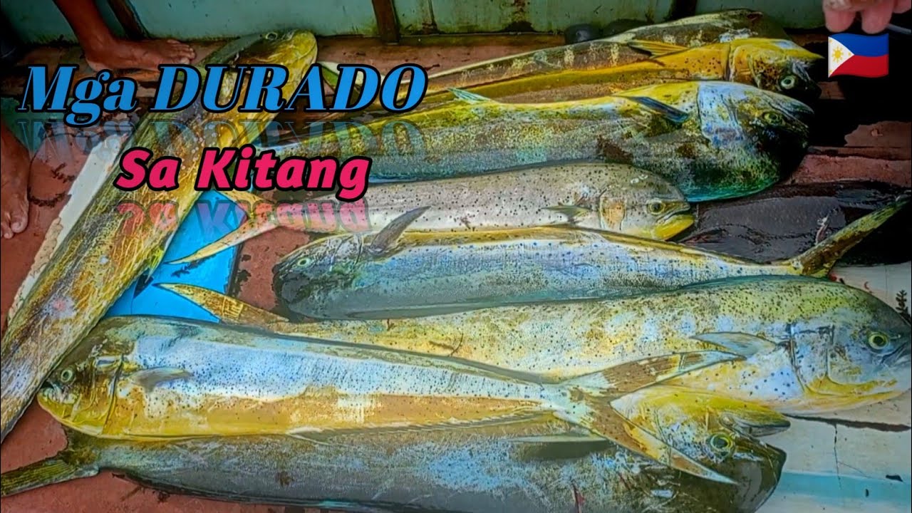 Malalaking DURADO (Lamarang ) ang Nadali Namin.. - YouTube