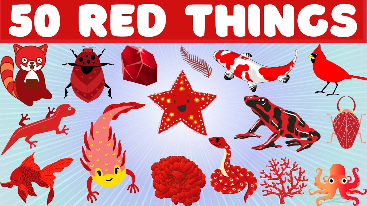 50 Red Things | Learn Color Red | Things that are Red in Colour # ...