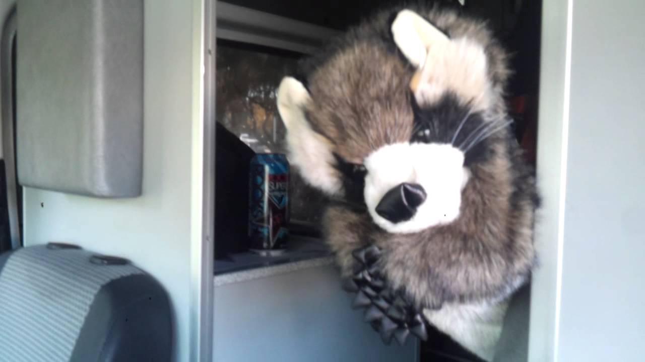 Raccoon Porter crying about his PTO! - YouTube