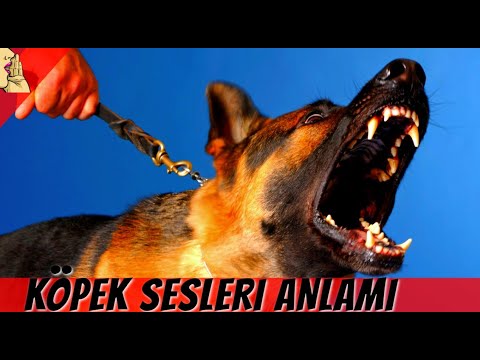Köpek Sesi  Köpek Havlaması ( GERÇEK KÖPEK SESİ ANLAMI ) Dog Wof Sound #Köpeksesi #Köpek #Köpekler