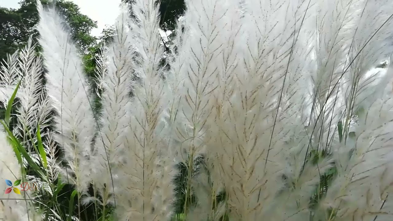 Saccharum Spontaneum or Kans Grass/Kash Flower(Kashful/Kash phool ...
