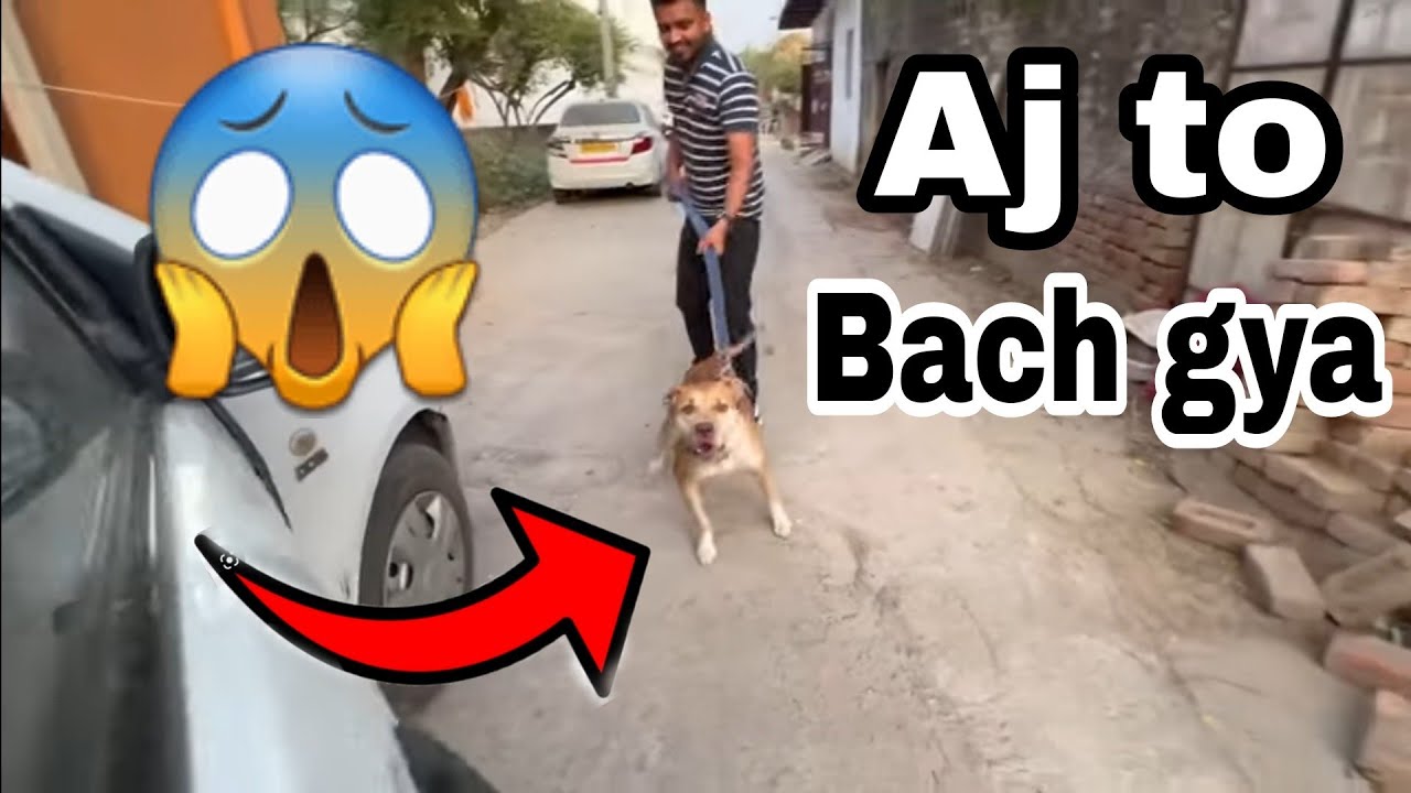 Aj to bach gya 😱😥 | Aggressive pitbull | Albadi vlogs - YouTube