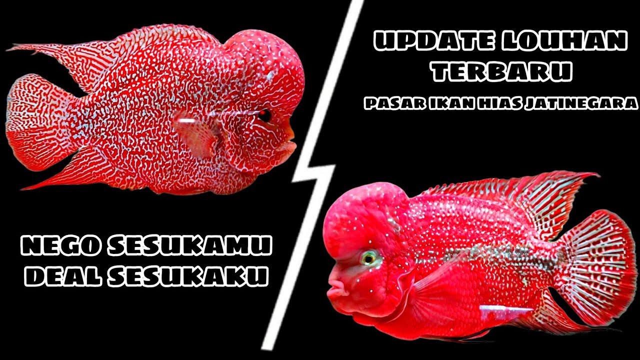 Nego Sesukamu Deal Sesukaku Update Harga Ikan Louhan Di Jatinegara