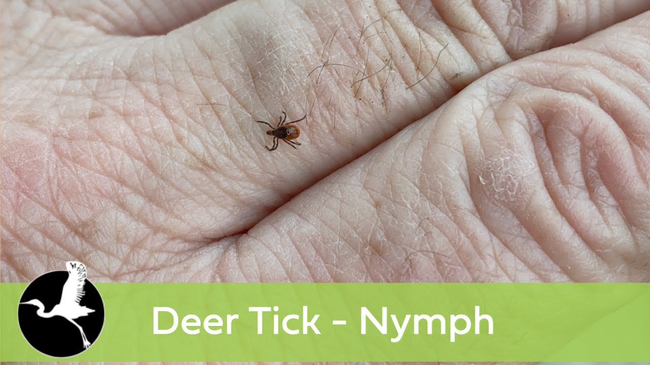 Deer Tick (aka black-legged tick) Essex County, Ontario - March 10 ...
