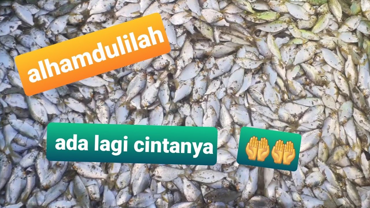 jaring penuh lagi,,kembali menjaring ikan selangat(kuaci) - YouTube