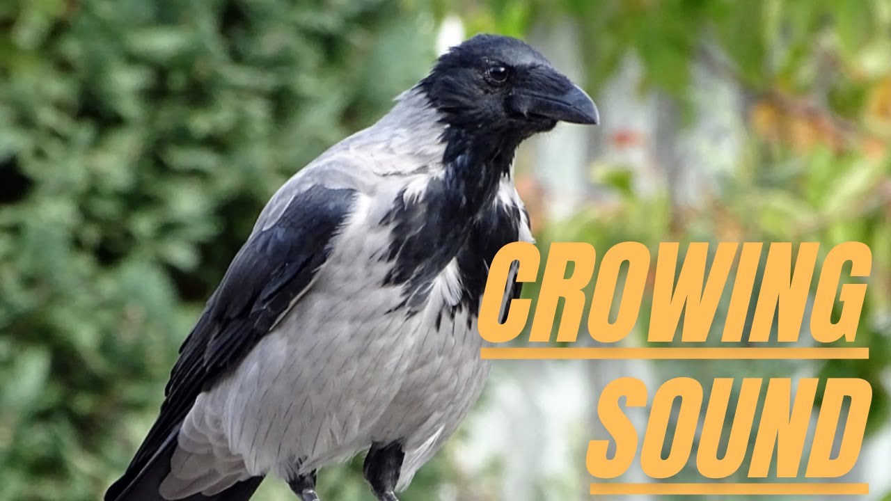 Crow Bird Crowing Sound | Crow Voice Video | Crow Crows | Kingdom Of ...