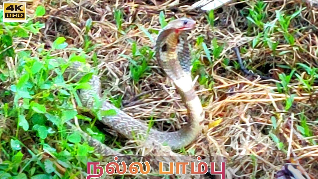 நல்லபாம்பு|Snake|#Kuppathotti| - YouTube