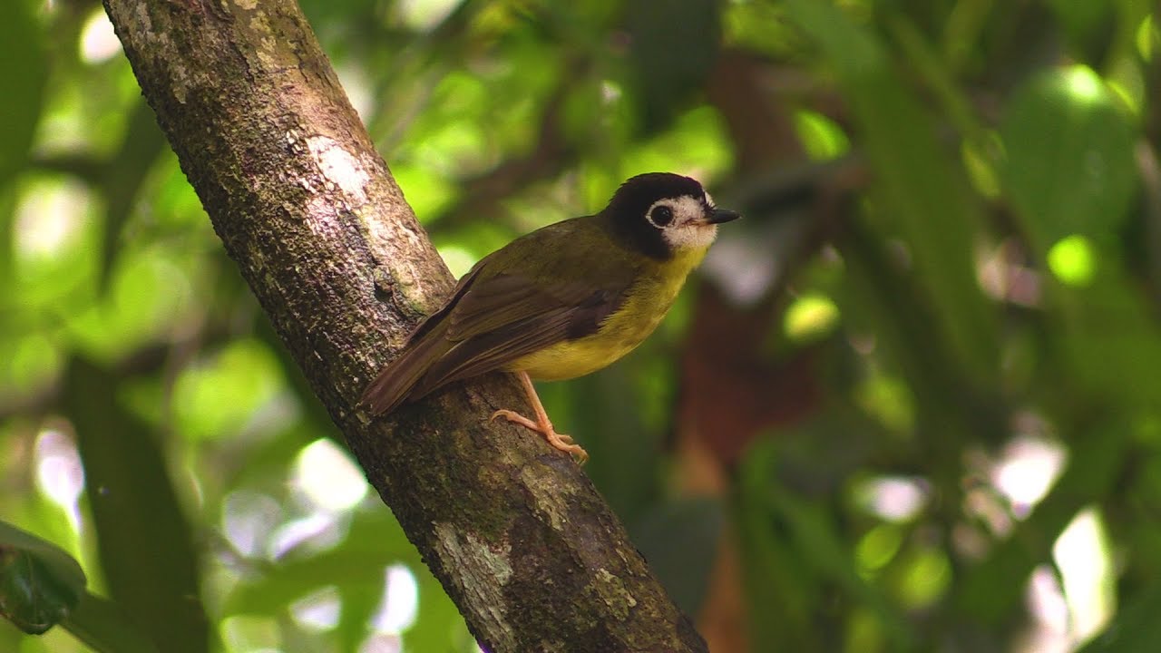White Faced Robin (Tregellasia leucops ) HD Video Clip 1/1 Tim Siggs ...