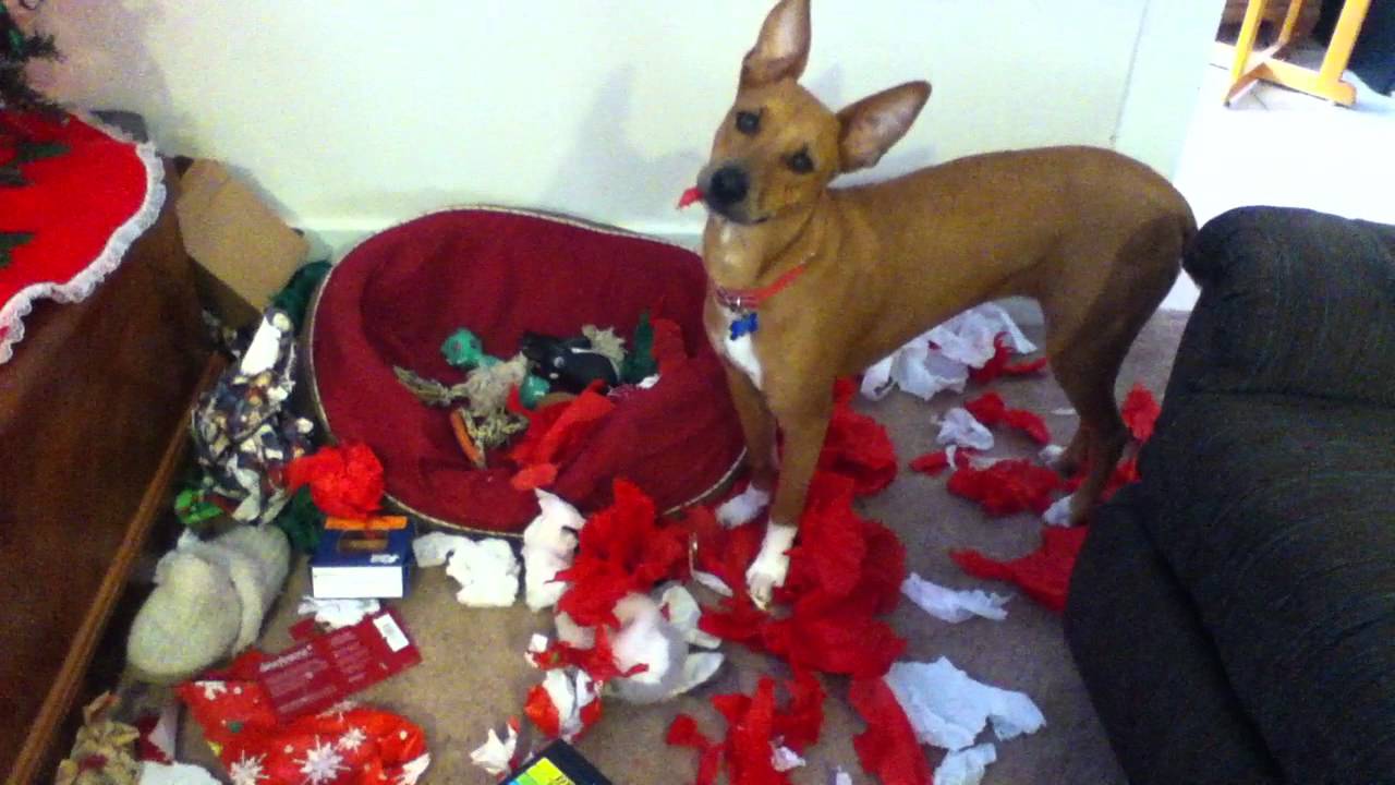 My American Dingo's 1st Christmas - YouTube