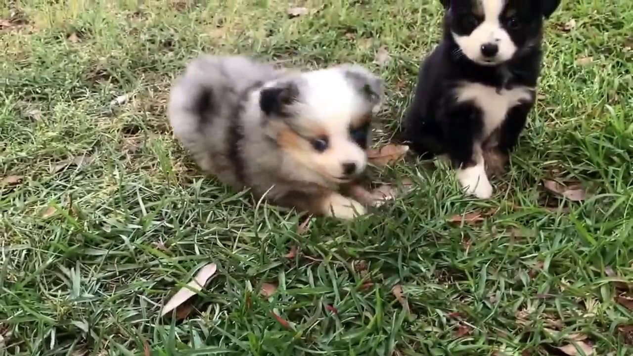 Playful little blue Merle toy Australian shepherd - YouTube