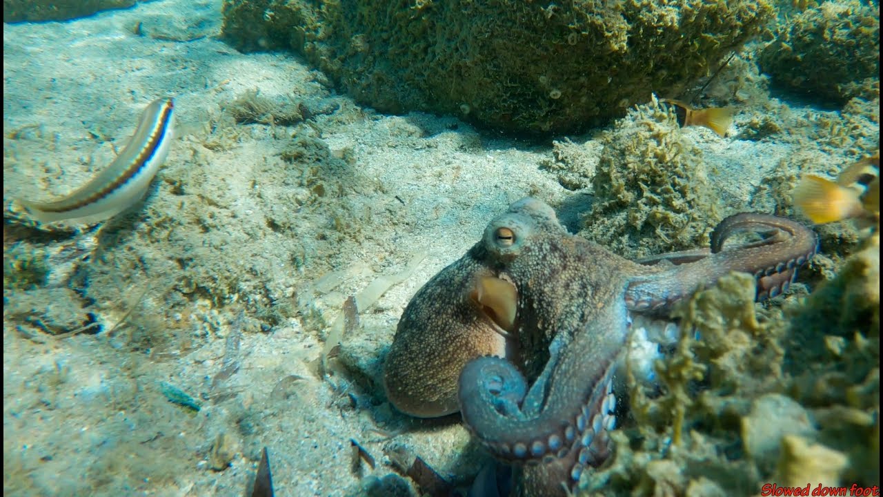 A real octopus at the "Octopus Head Beach" ! - YouTube