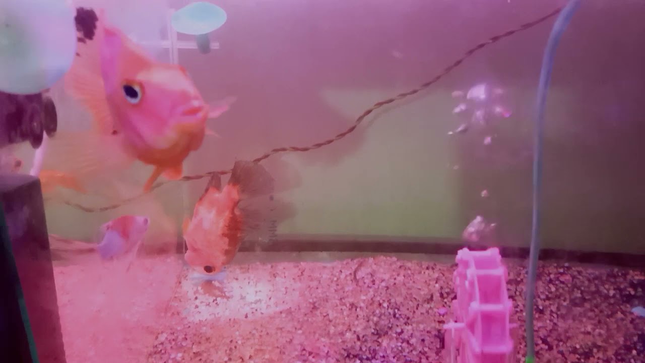galaxy fish aquarium jabalpur - YouTube