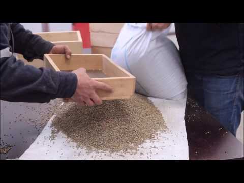 Hemp Seed Cleaning & Hulling in Akyurek Factory - YouTube