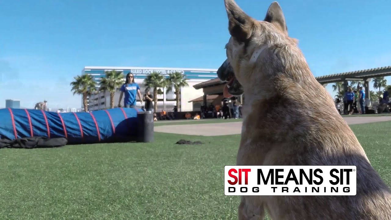 Sit Means Sit Games 2015 | SitMeansSit.com - YouTube