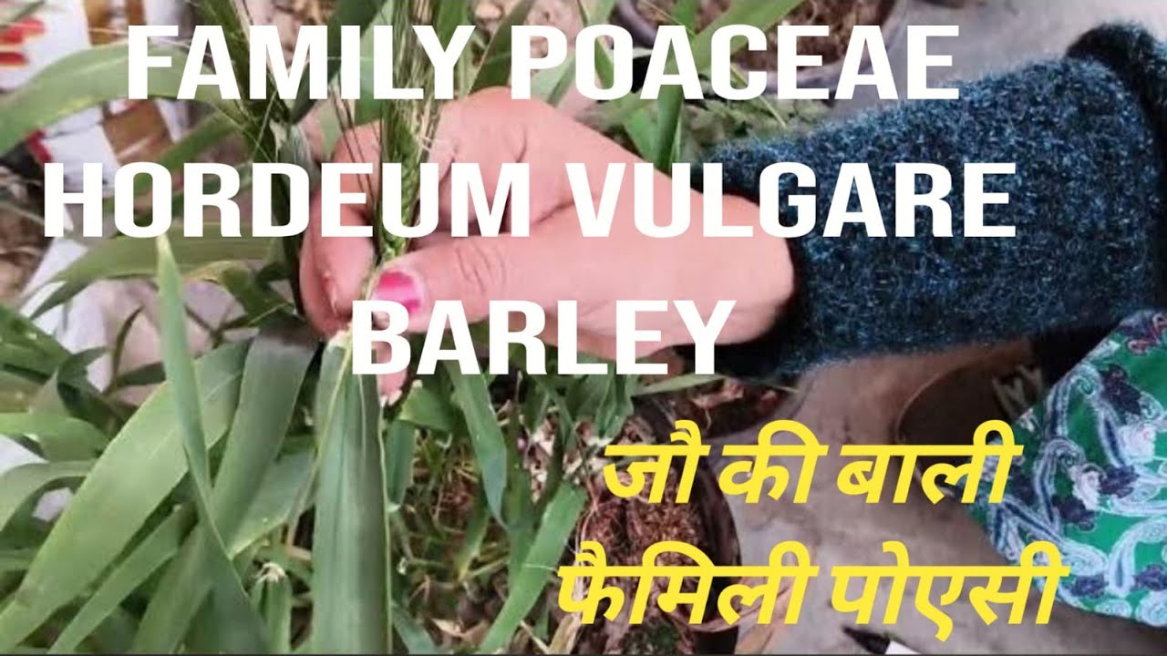 Diagram of FAMILY POACEAE Hordeum vulgare and description - YouTube