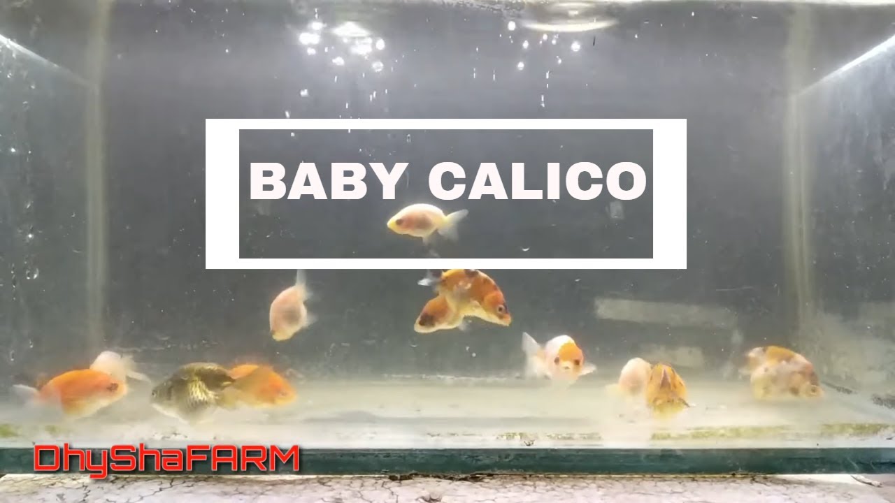 Baby Ranchu Calico - YouTube