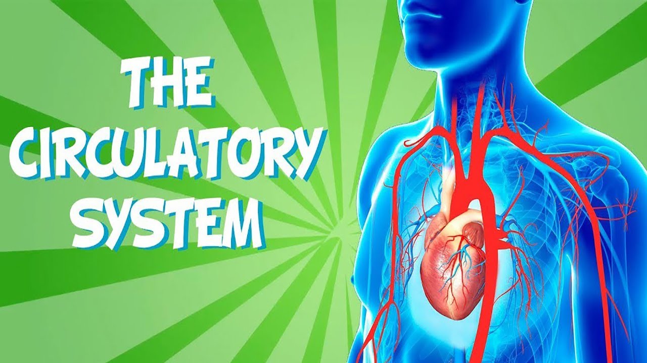 Circulatory system, blood pressure and blood grouping - YouTube