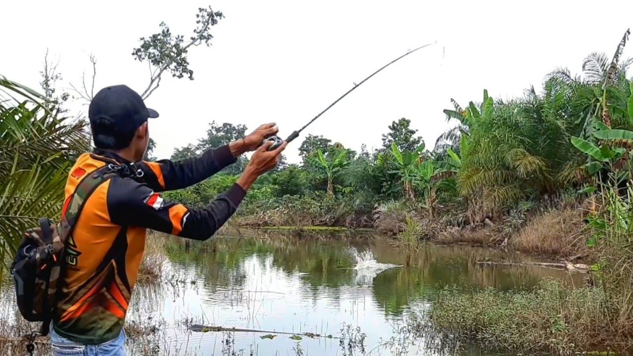 MANCING IKAN GABUS YANG TERPERANGKAP DIGENANGAN SISA BANJIR ...