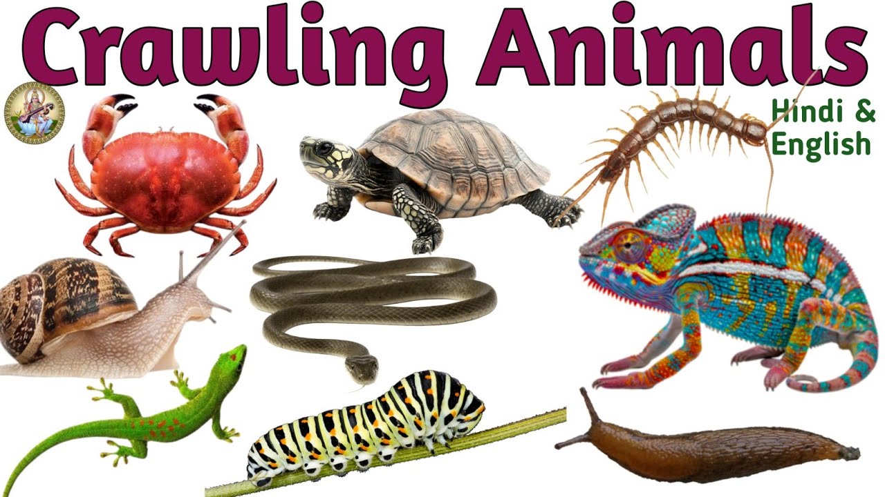 10 Crawling Animals l रेंगने वाले जीव l Crawling Animals for Kids l ...