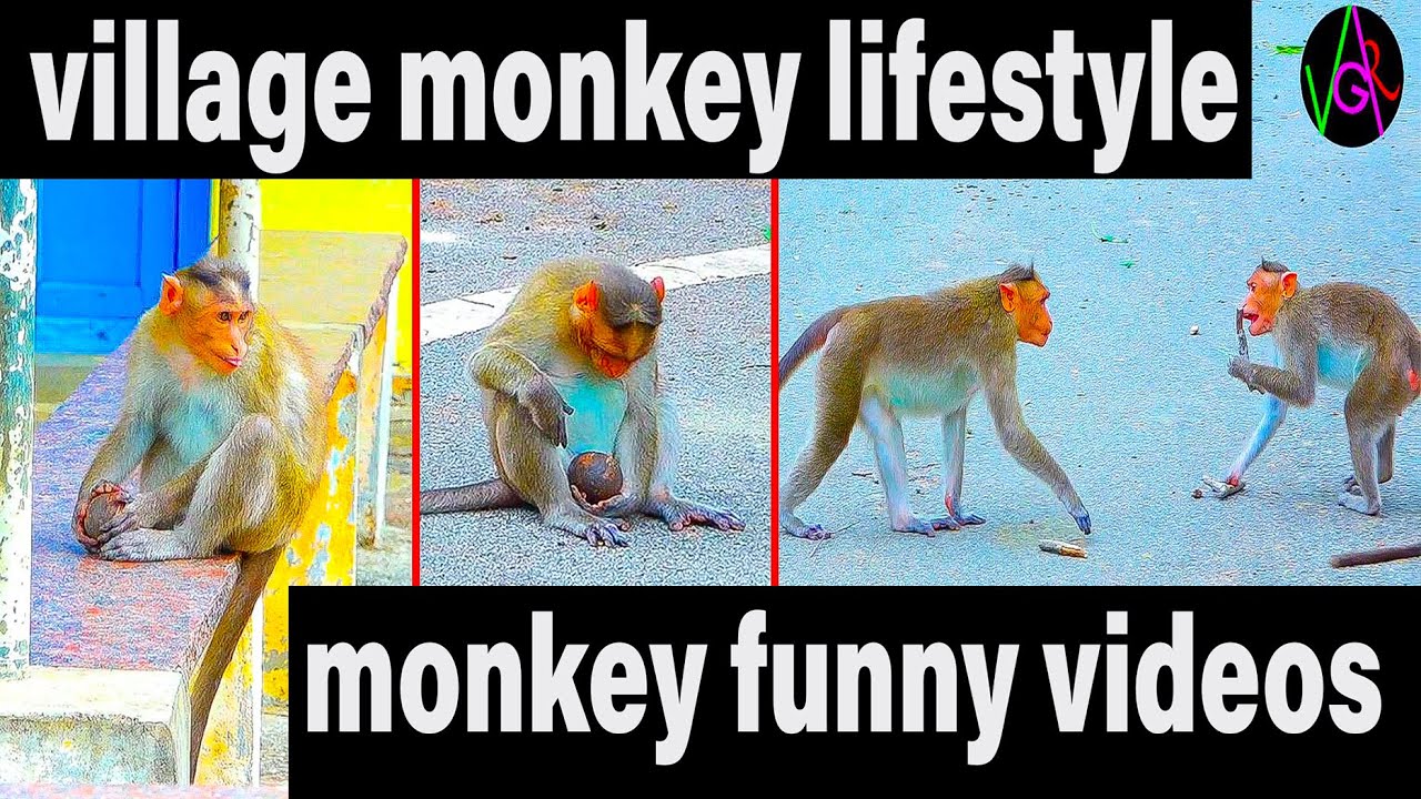 village monkey lifestyle - YouTube