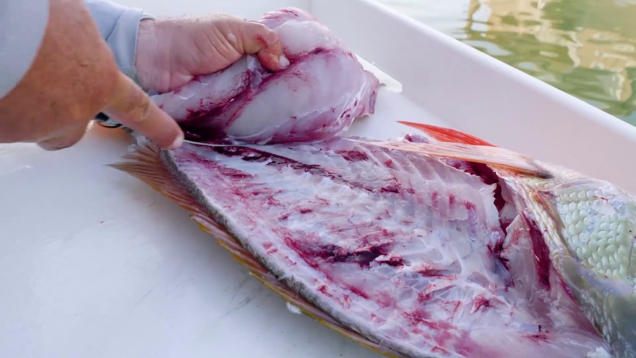 How to fillet and clean a Mutton Snapper - YouTube