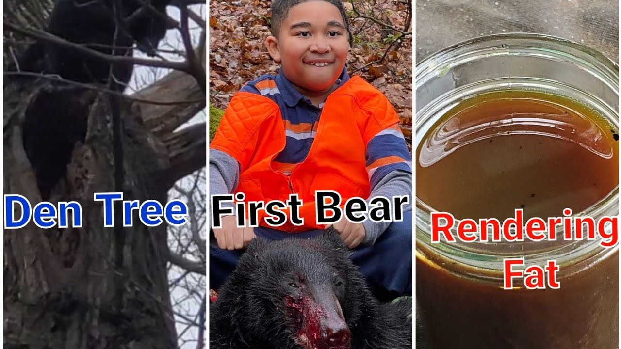 How to render bear fat, bear goes in a den tree, and kid gets first ...