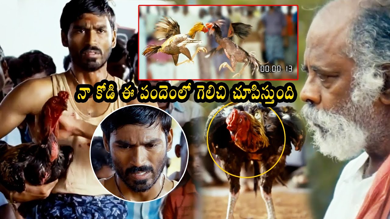 Dhanush Challenge's his opponent with His Hen In Round 3 Super Hit ...