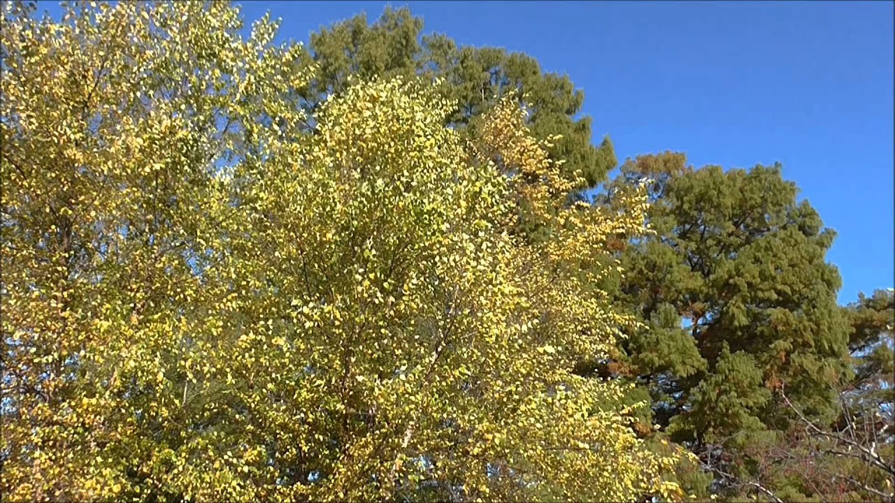 Fall Tree Shots video1 [CC Video] Free shots - YouTube
