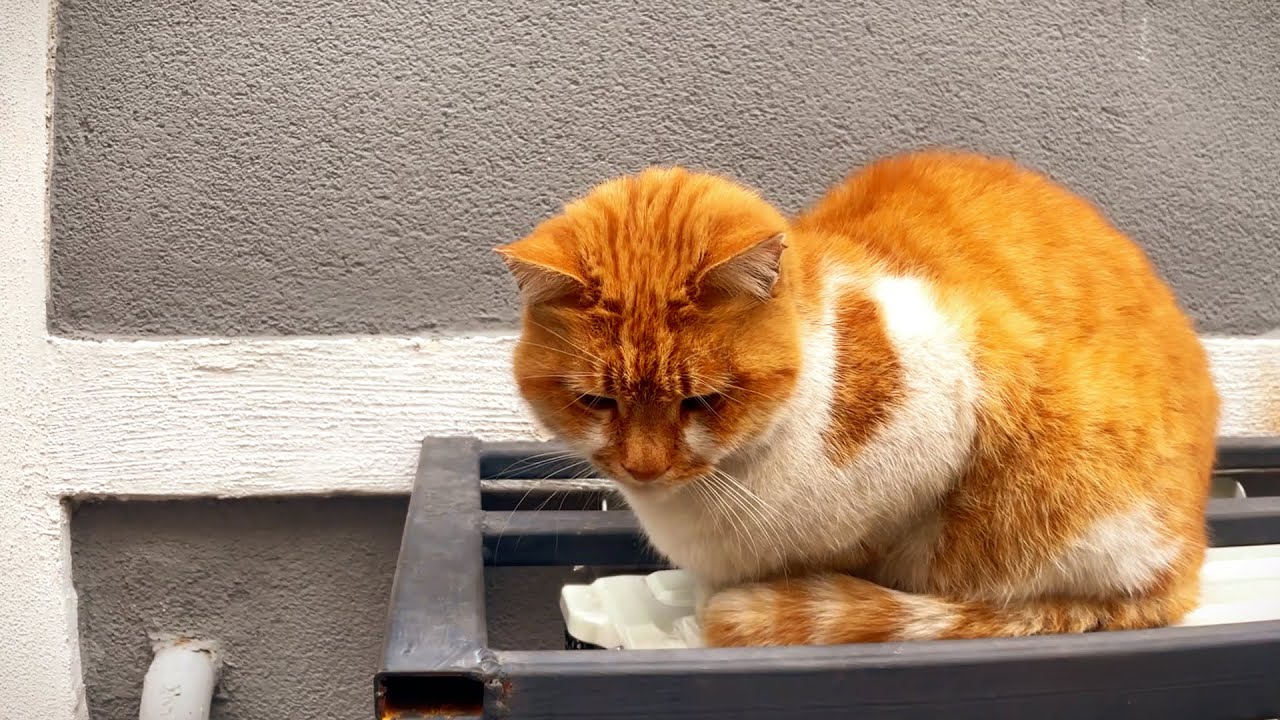 Furry Rooftop Moment Found a Cat Chilling on an AC – You Won’t Believe ...