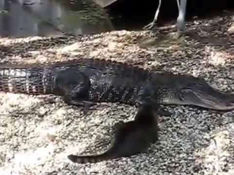 Cat VS Alligator - YouTube