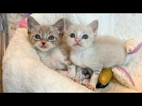 Three cats playing with me in a beautiful way - YouTube