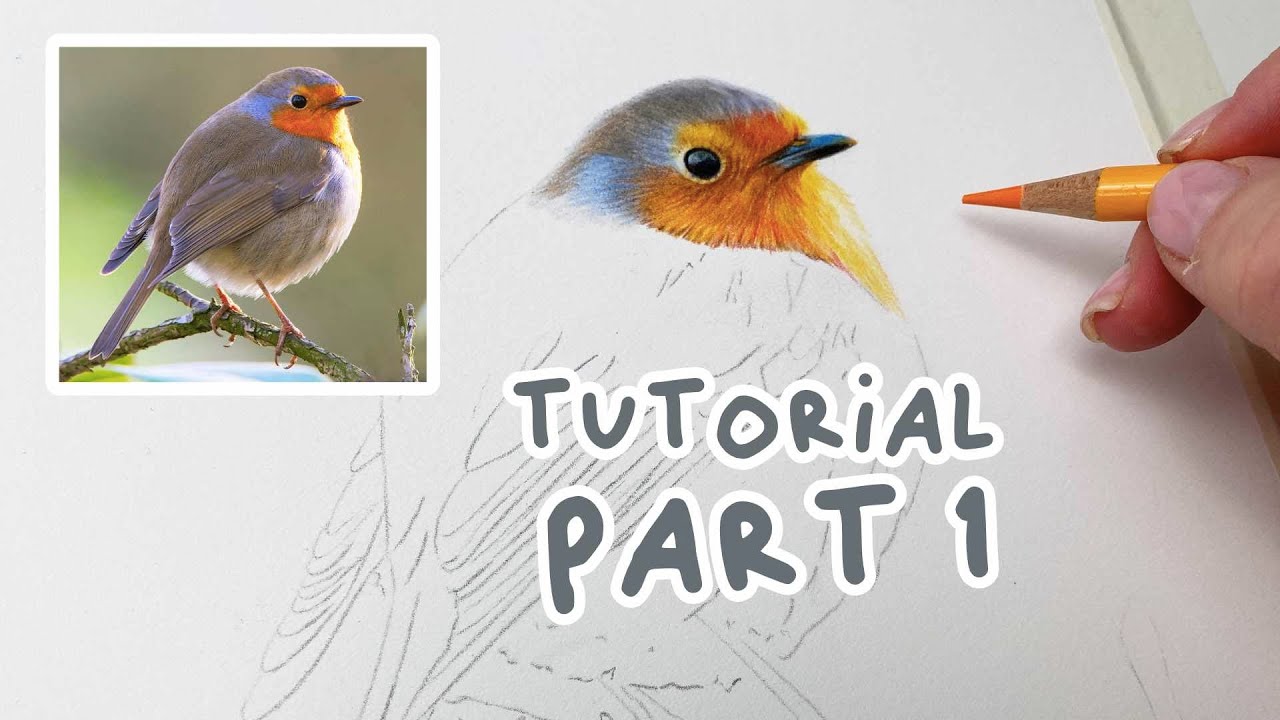 How to Draw a Realistic Robin | Coloured Pencil Tutorial Part 1 - YouTube