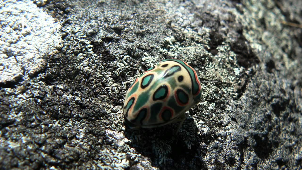 Mount Mabu - YouTube