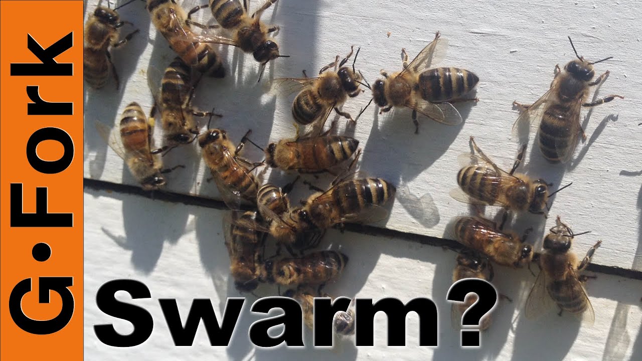 Swarm Trap Fail - Beekeeping 101 - GardenFork - YouTube