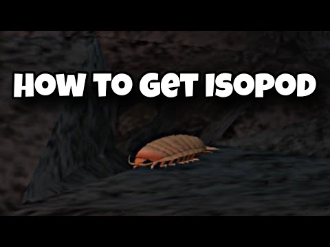 How to Get Isopod in Be a Silly Seal Roblox | forage - YouTube