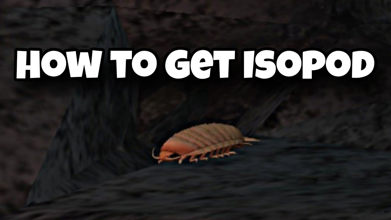 How to Get Isopod in Be a Silly Seal Roblox | forage - YouTube
