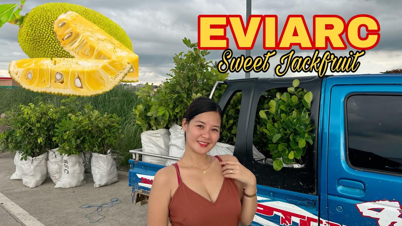 500 seedlings EVIARC SWEET JACKFRUIT !! Ready na Itanim - YouTube