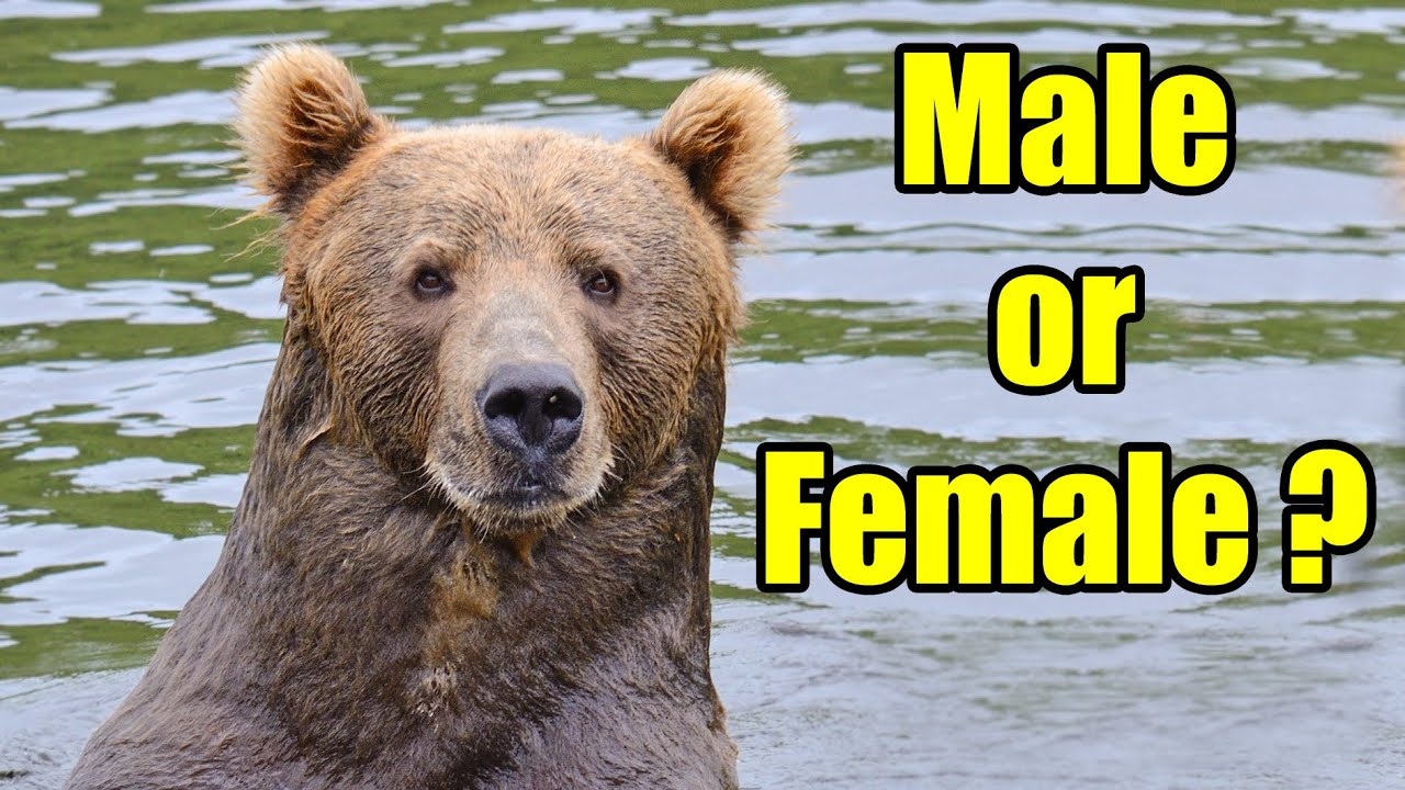 Alaska Grizzly Bear / Brown Bear Gender Identity and Age Estimation ...