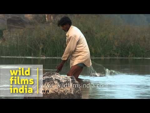 Local Madhya Pradeshiya fishing on Ken river, Madhya Pradesh - India ...
