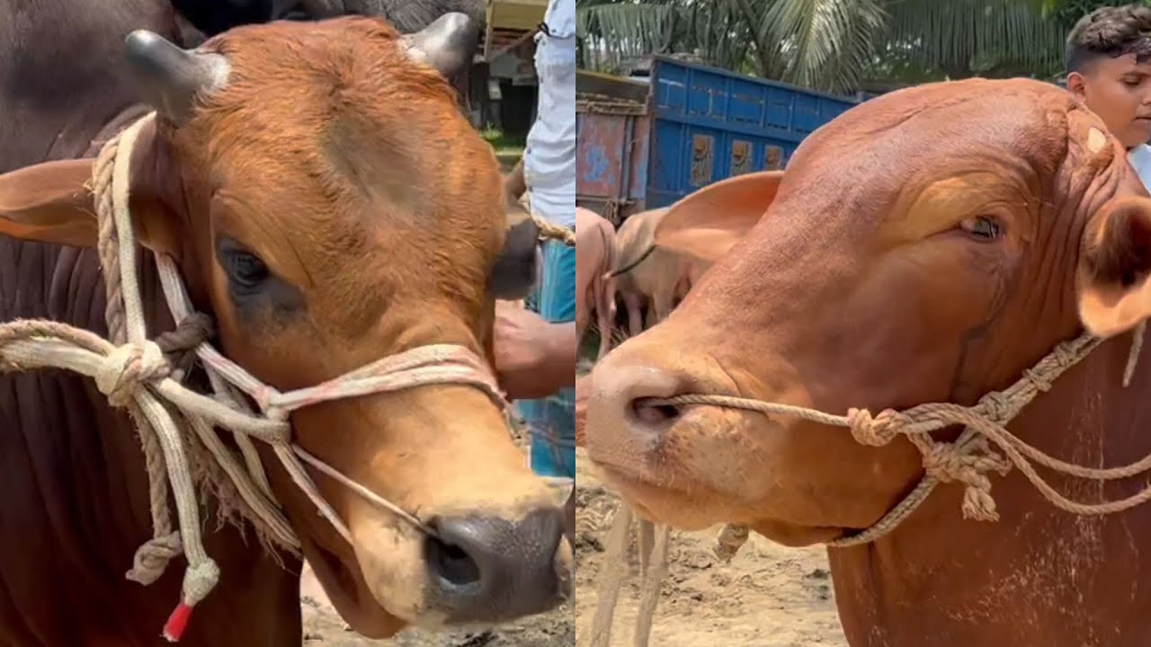 Cow Videos,Cow Video,Goru Humba Cow,Mooing Cow,CAW,Brahman Cows & Bull ...