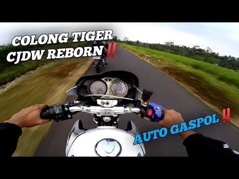COLONG TIGER CJDW REBORN‼️AUTO GASPOL‼️ - YouTube