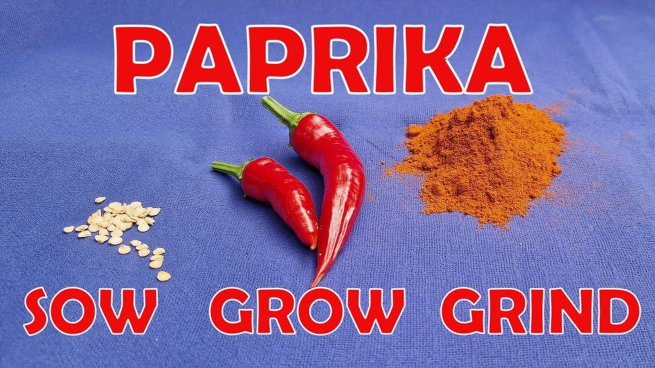 How I Make Powdered Paprika - A One Ingredient Recipe! - YouTube
