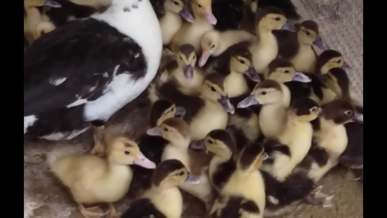 100+ BABE DUCKS - THE ARMY IS READY MUSCOVY BABE DUCKS IN THE BACKYARD ...